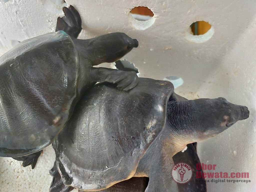 Bali Safari And Marine Park Terima 2.341 Kura-kura Moncong Babi ...